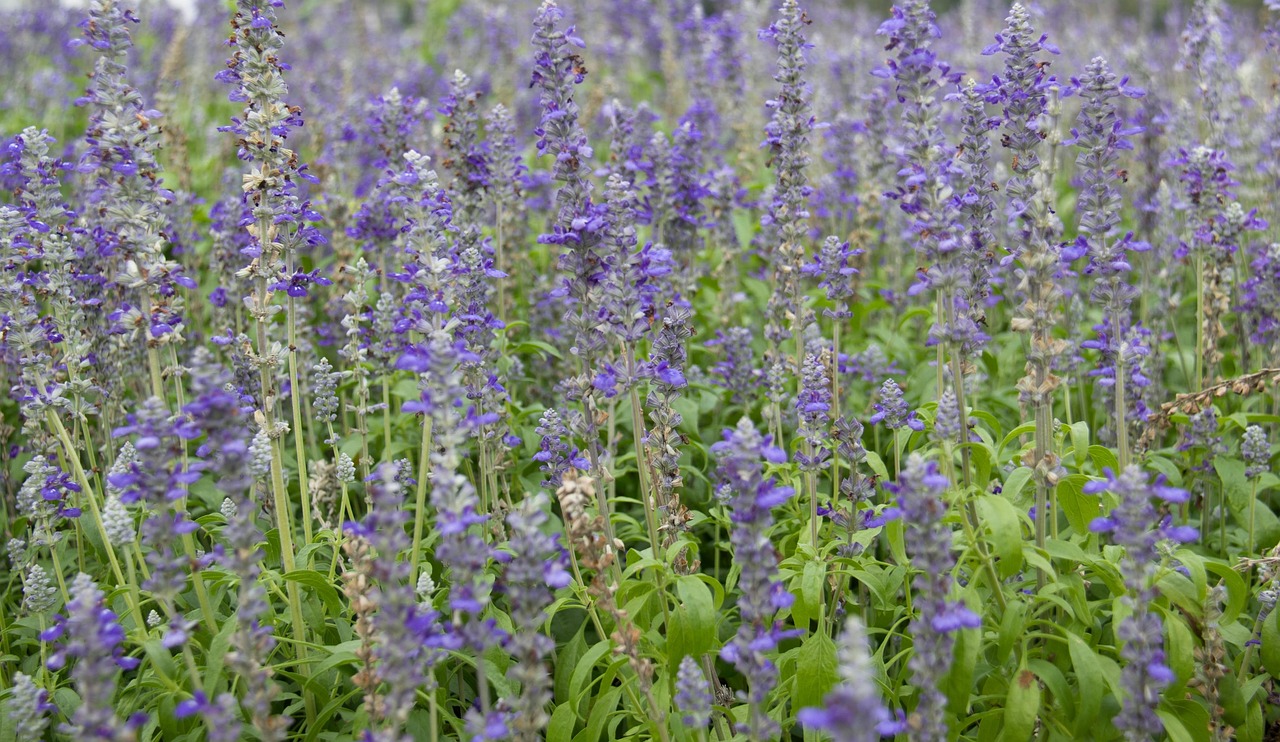Flores Lavanda Natureza De - Foto gratuita no Pixabay - Pixabay