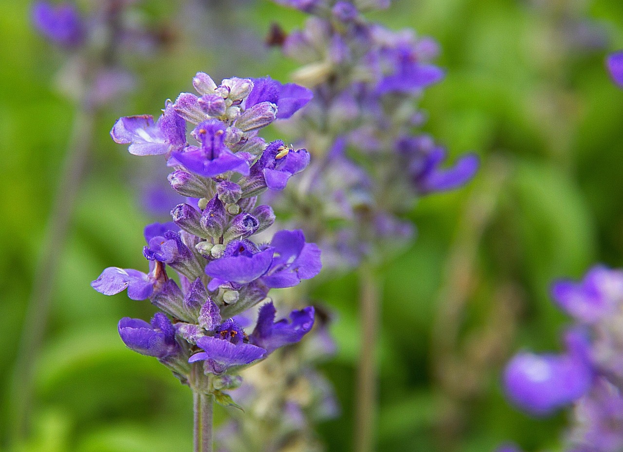 Lavender Bunga-Bunga Tanaman - Foto gratis di Pixabay - Pixabay