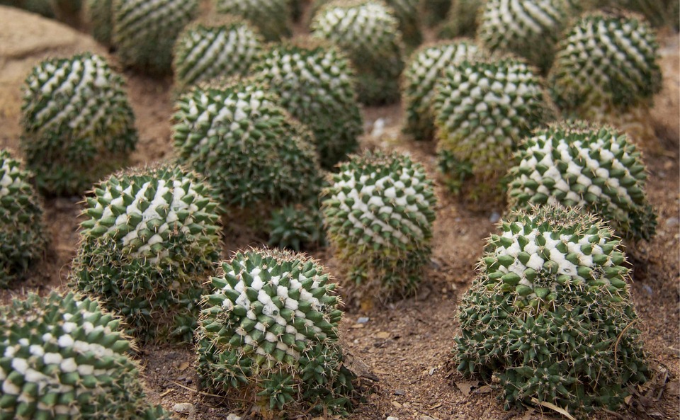 Cactus Plante La - Photo gratuite sur Pixabay - Pixabay