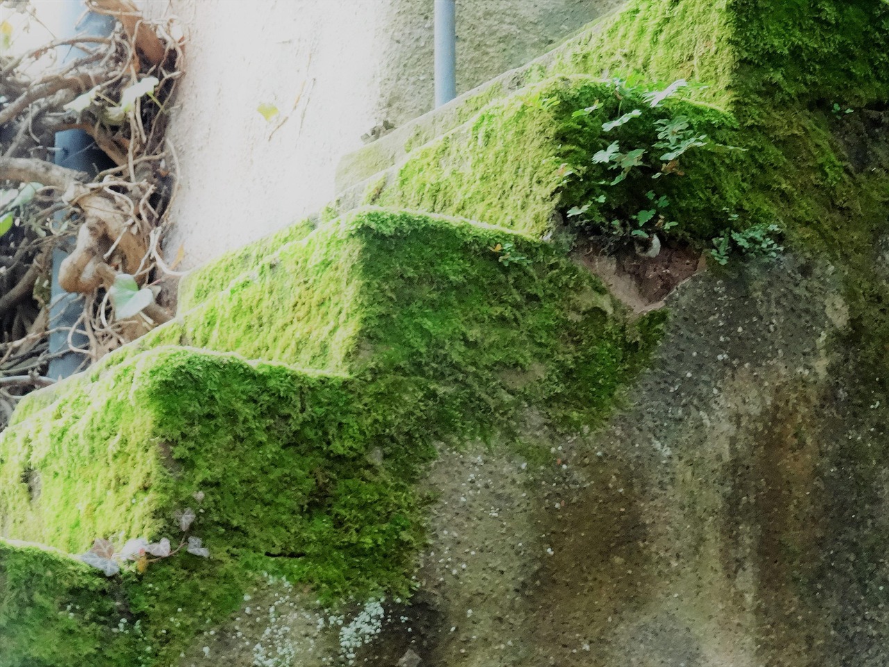 Stairs Stages Moss - Free photo on Pixabay - Pixabay