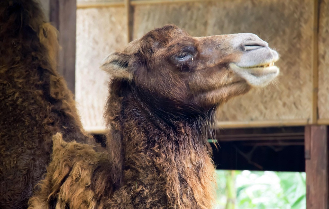 Animal Antecedentes Camello La - Foto gratis en Pixabay - Pixabay
