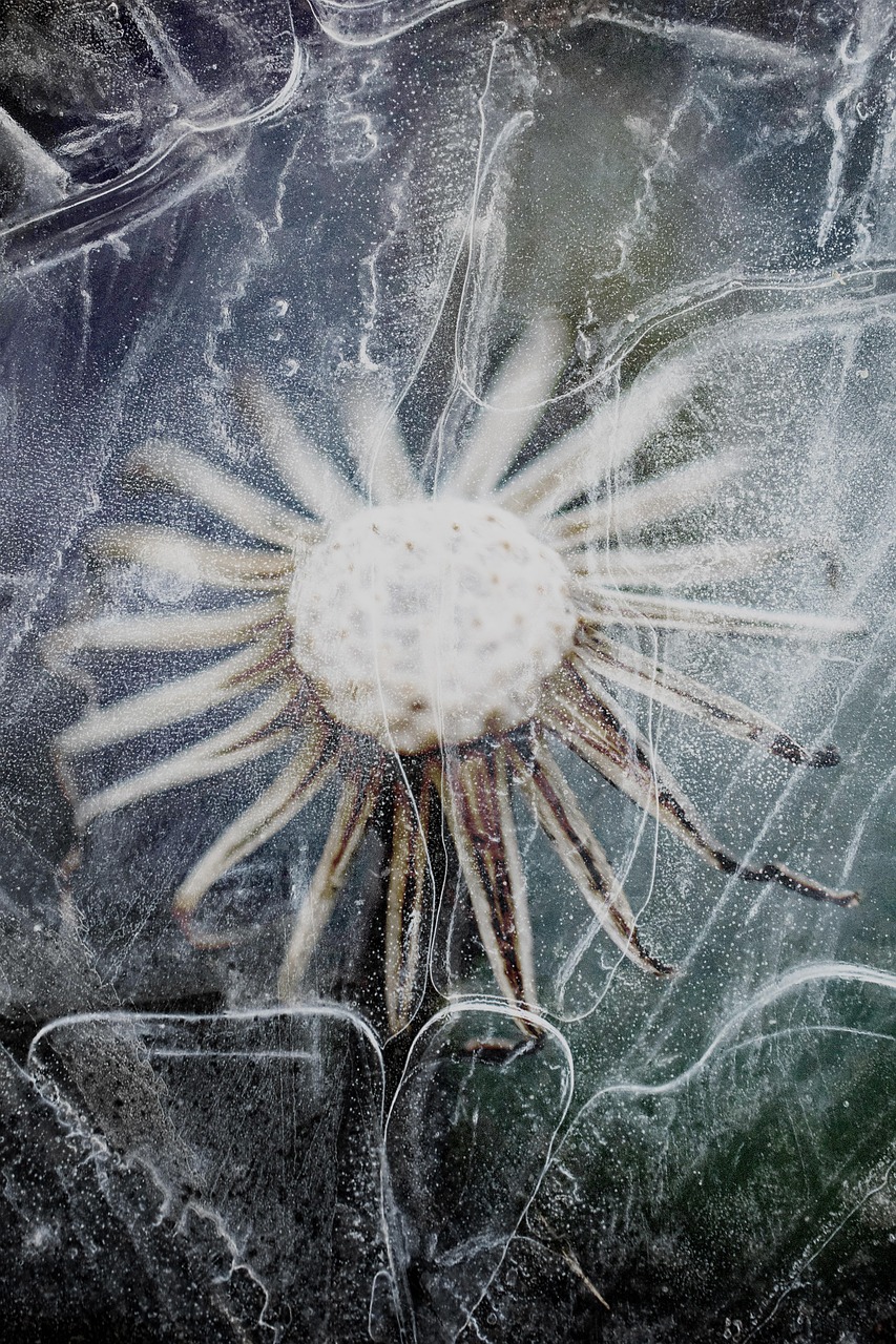 La Nature Hiver Glace - Photo gratuite sur Pixabay - Pixabay