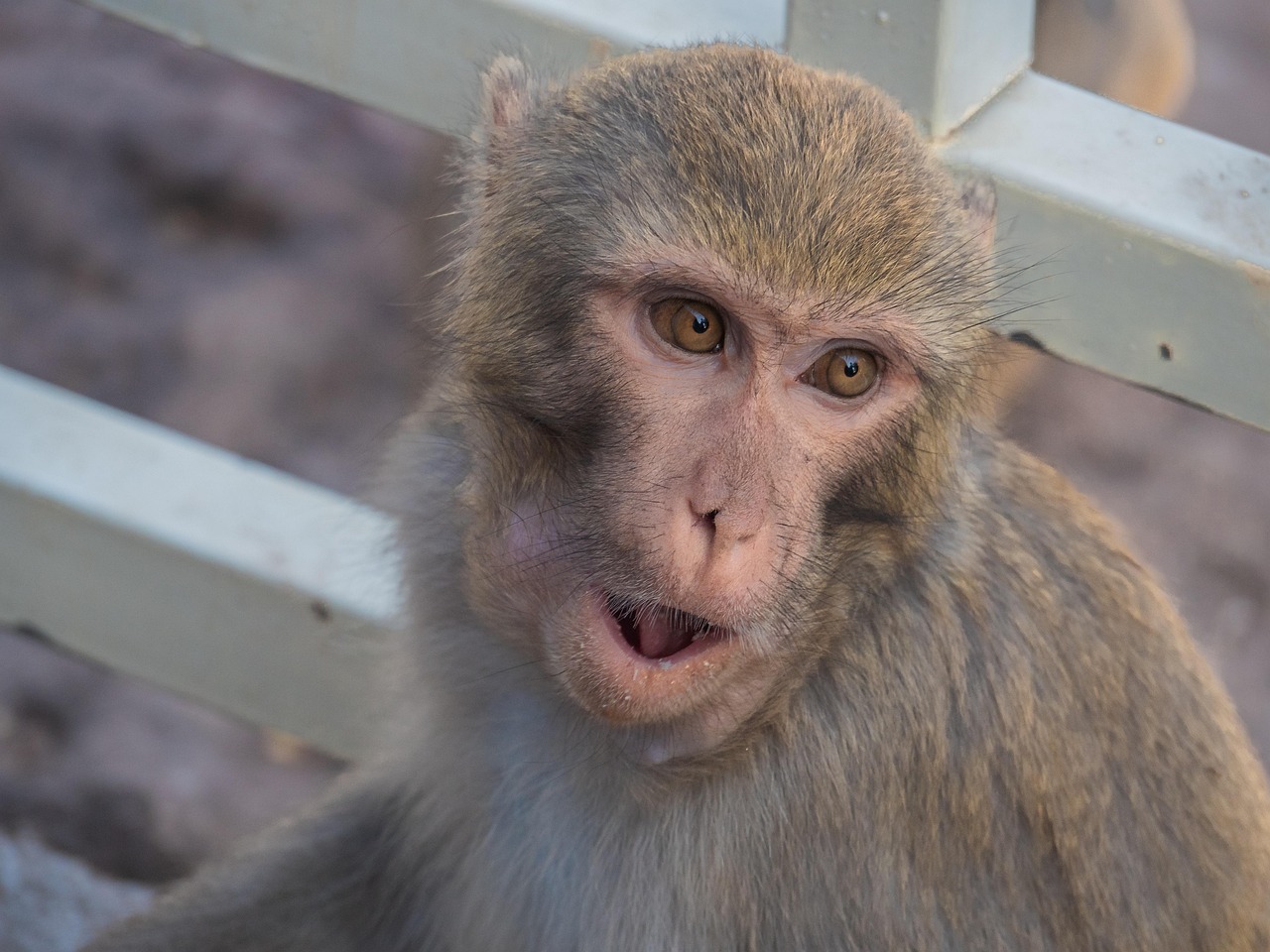 Mono Primate Violento - Foto gratis en Pixabay - Pixabay