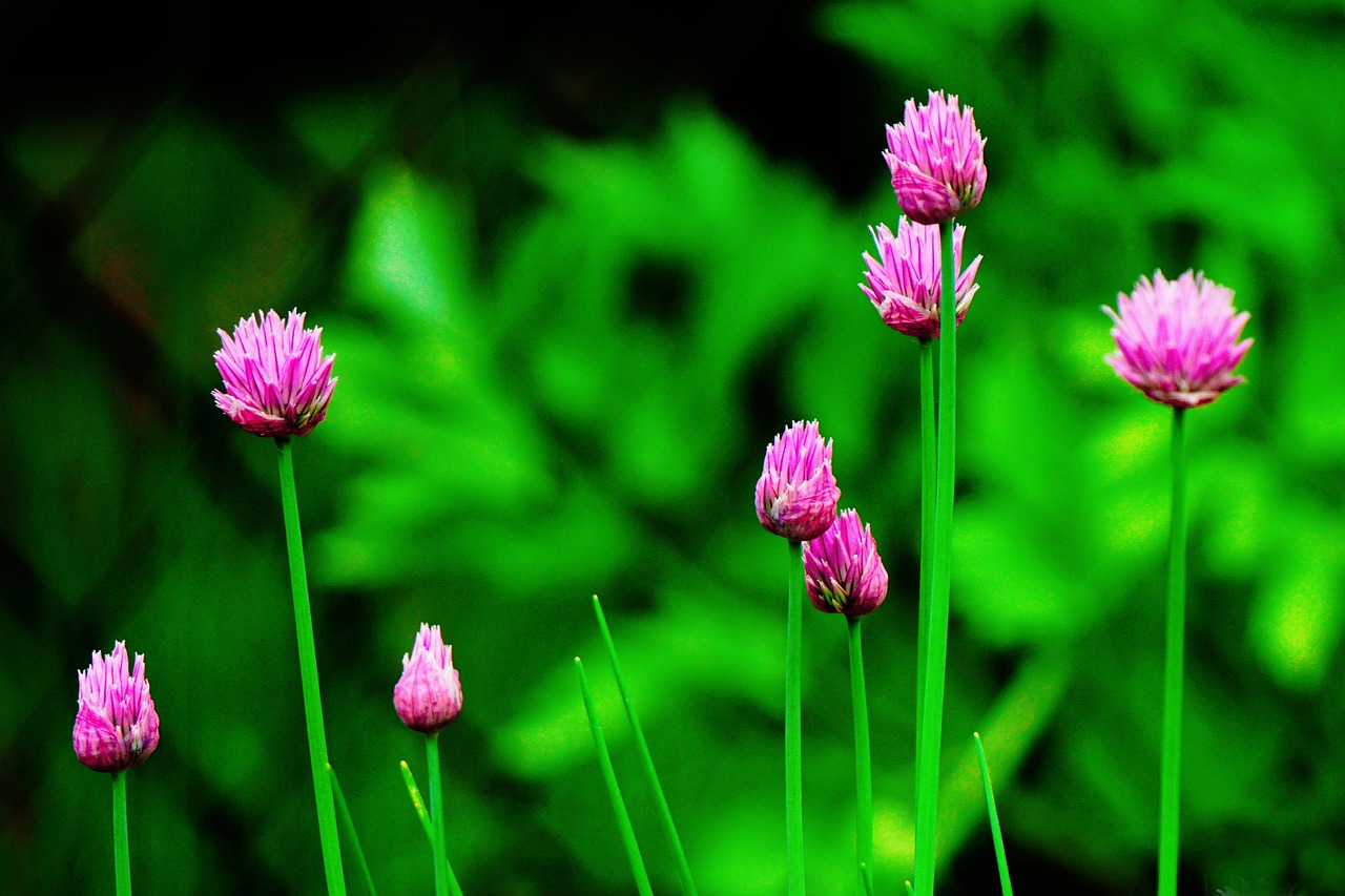 Cebolinha Flores Planta - Foto gratuita no Pixabay - Pixabay