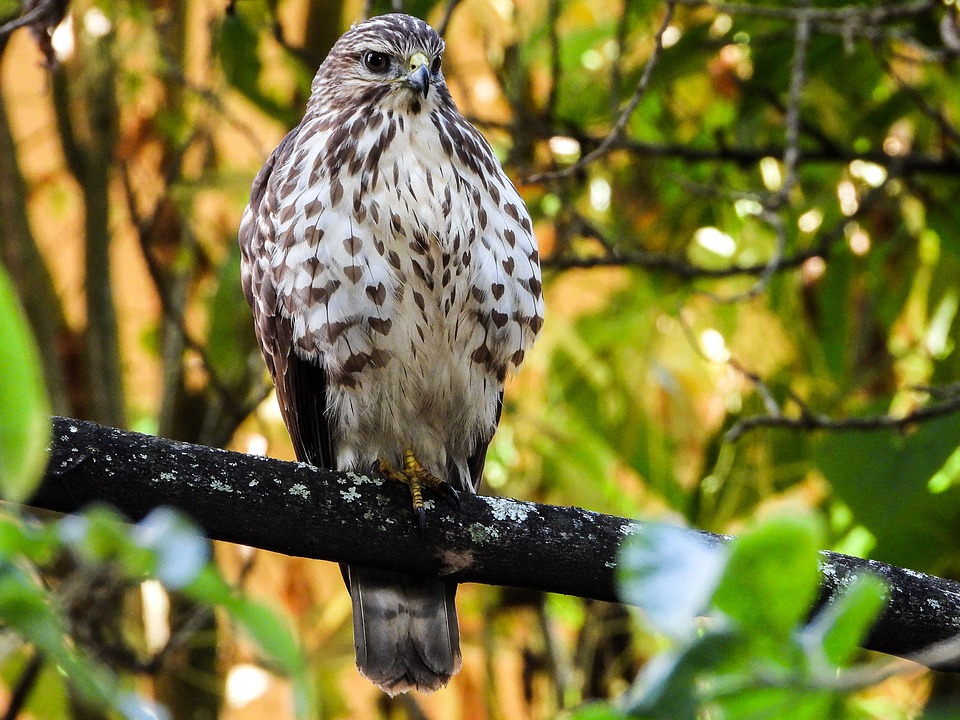 Hawk Rapacious Bird - Free photo on Pixabay - Pixabay