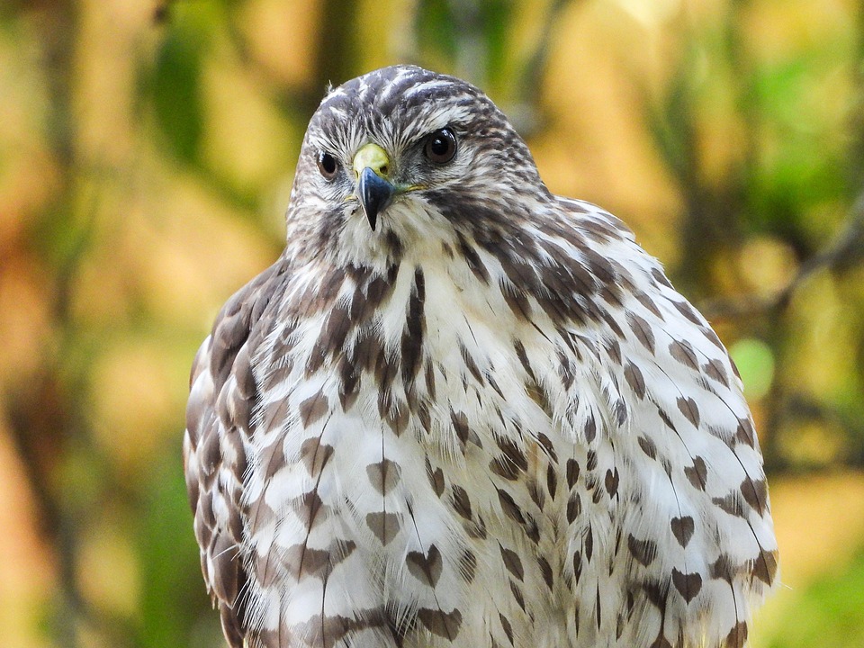 Hawk Rapacious Predator - Free photo on Pixabay - Pixabay