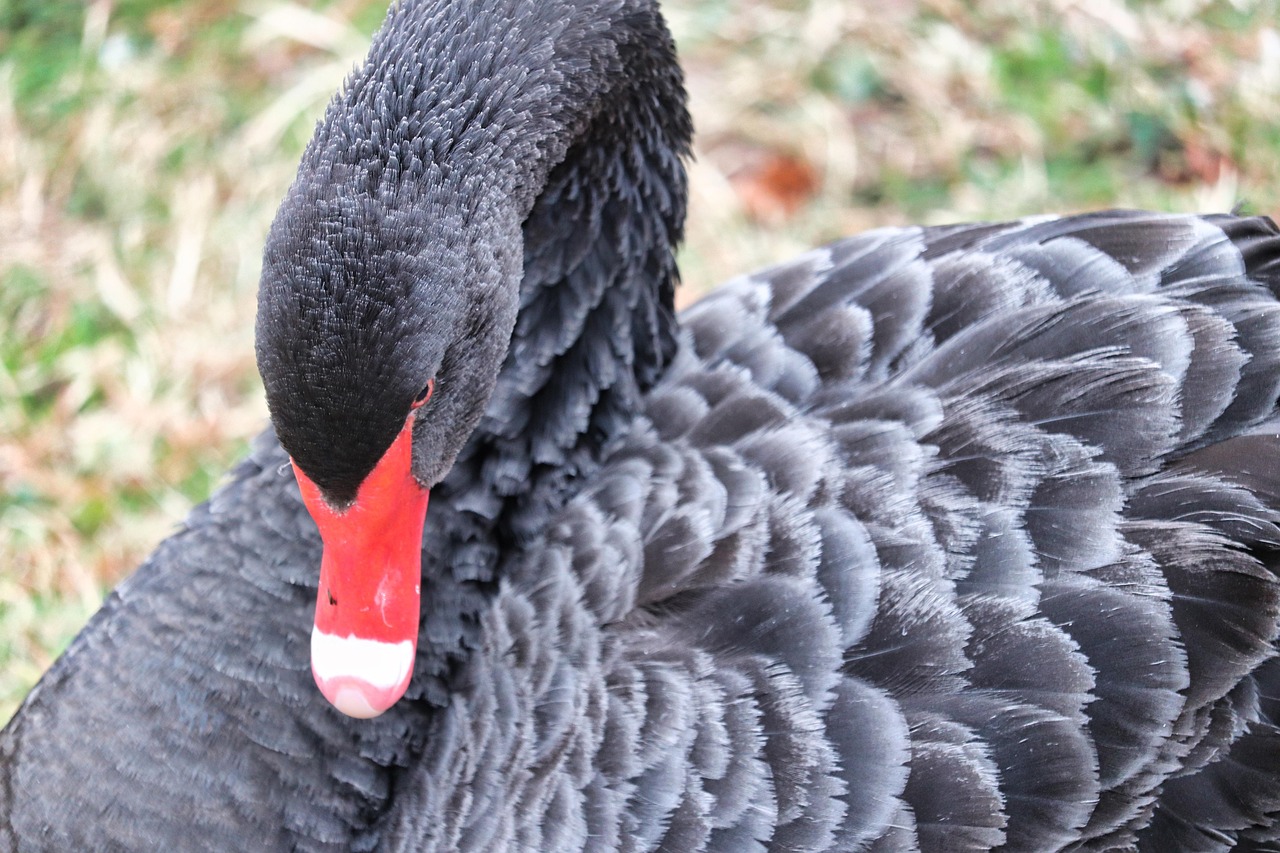 Swan Black Fowl - Free photo on Pixabay - Pixabay