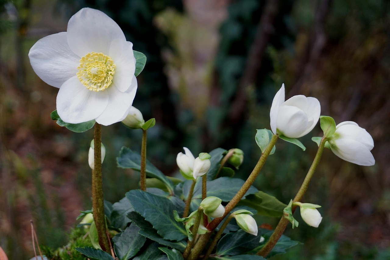 300+ kostenlose Christrose & Natur Fotos - Pixabay