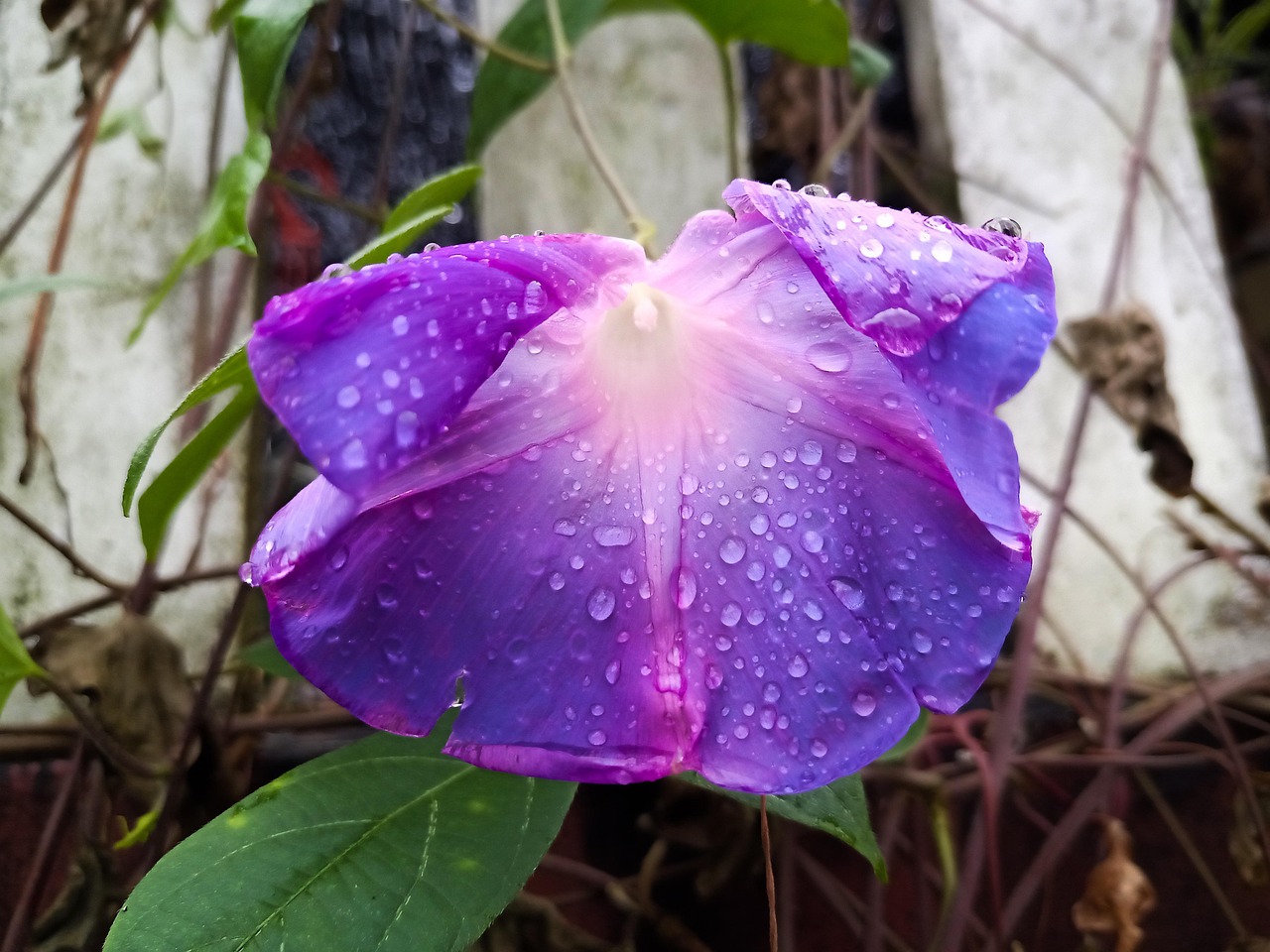 Kemuliaan Pagi Bunga Biru - Foto gratis di Pixabay