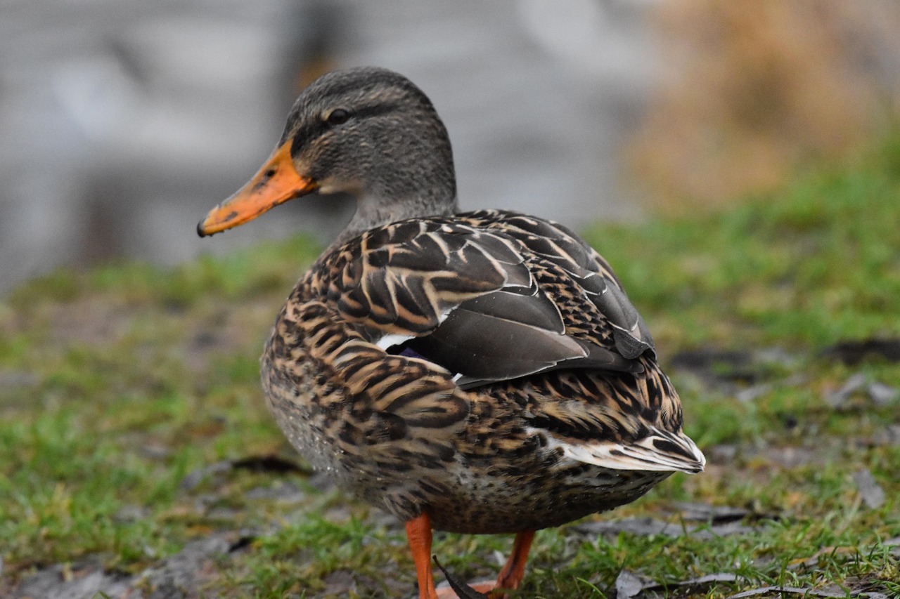 Colvert Canard Oiseau - Photo gratuite sur Pixabay - Pixabay
