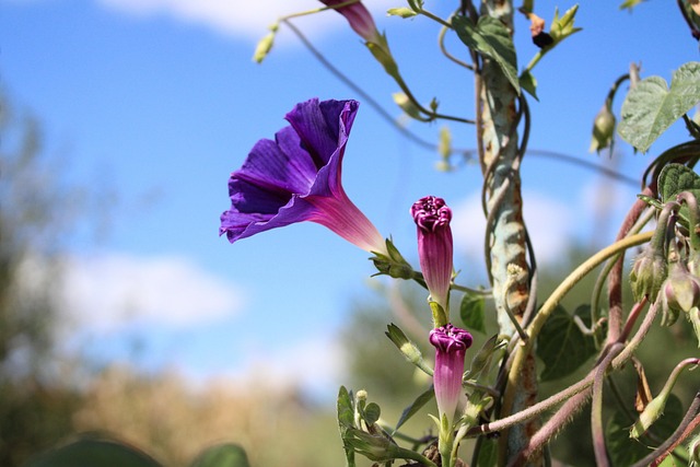 Más de 70 000 imágenes gratis de Botanica y Naturaleza - Pixabay