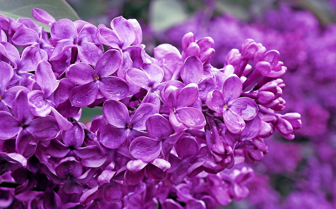 Flowers Lilac Sprig - Free photo on Pixabay - Pixabay