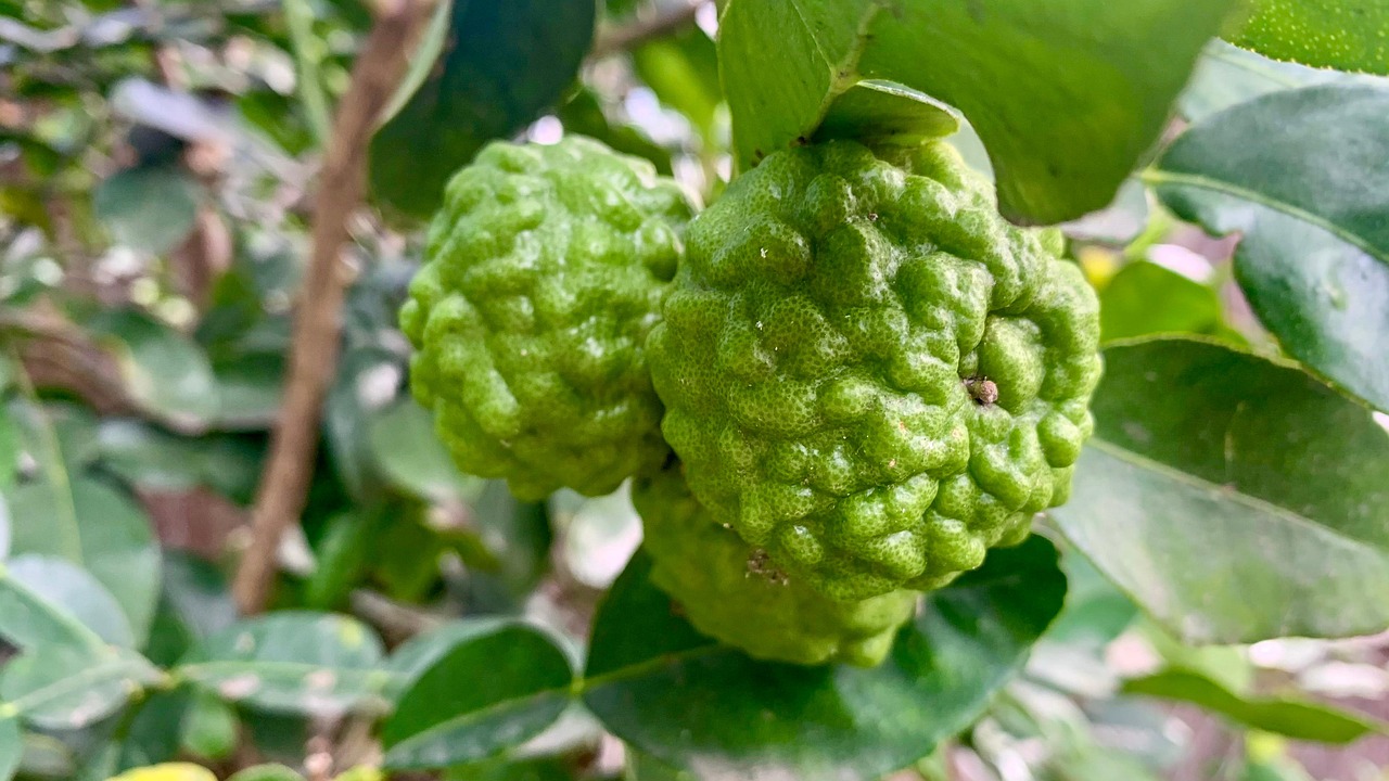 Bergamota Árvore Fruta - Foto gratuita no Pixabay - Pixabay