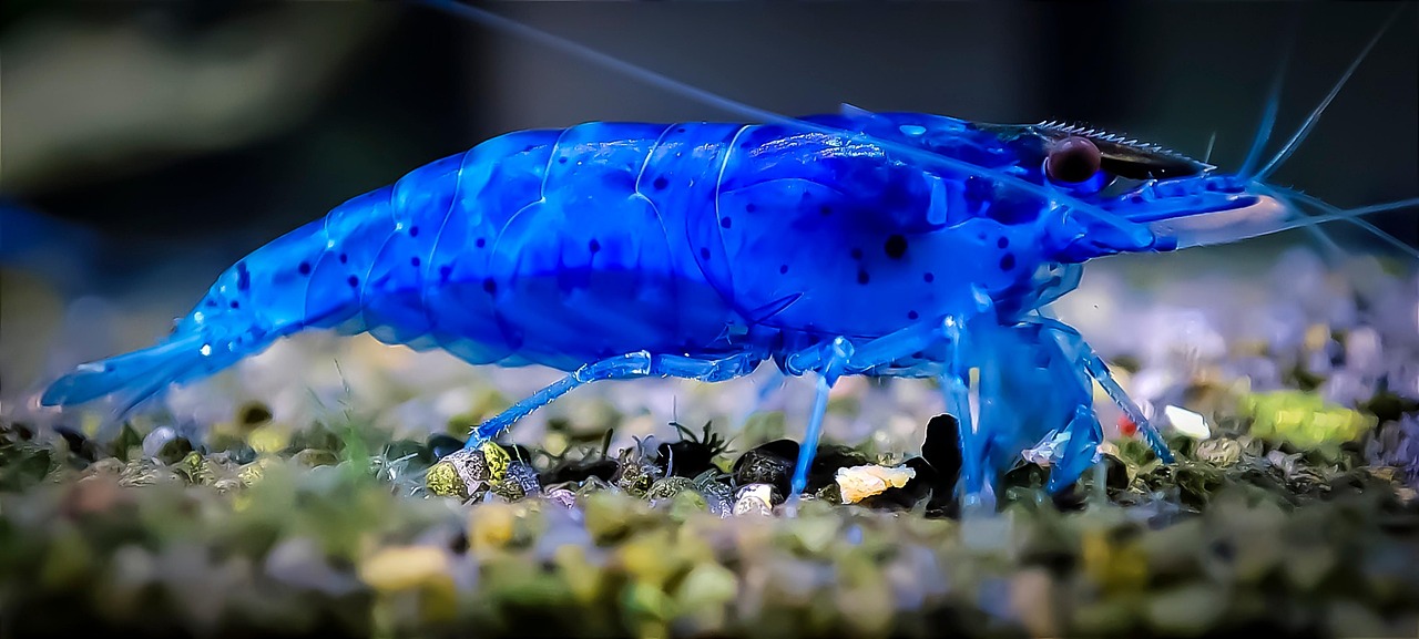 10+ kostenlose Shrimp Arlequin und Shrimp-Bilder - Pixabay