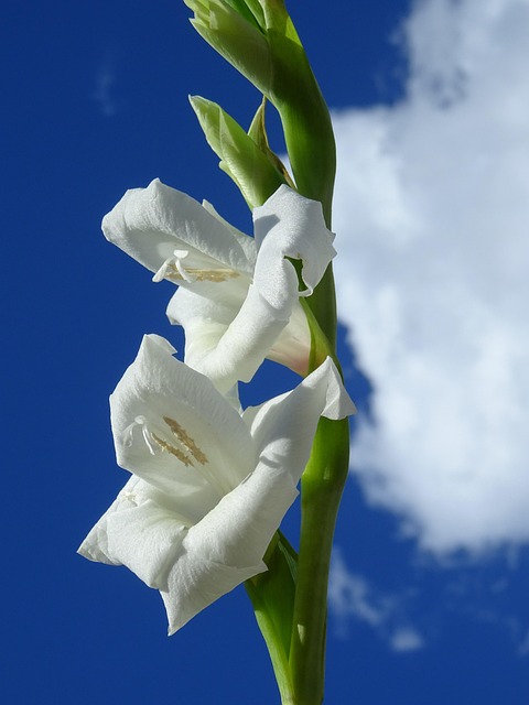 Fleur Gladiolus Blanc Glaïeul - Photo gratuite sur Pixabay - Pixabay