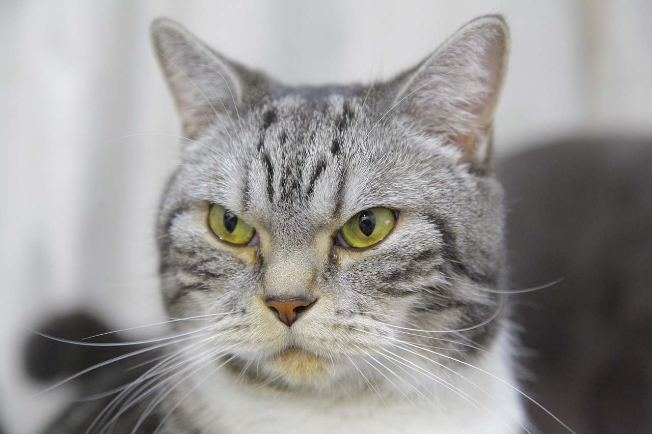 Cat Animaux Cheveux Courts - Photo gratuite sur Pixabay - Pixabay