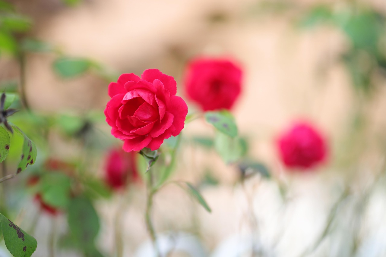 Rose Blume Herbst - Kostenloses Foto auf Pixabay - Pixabay