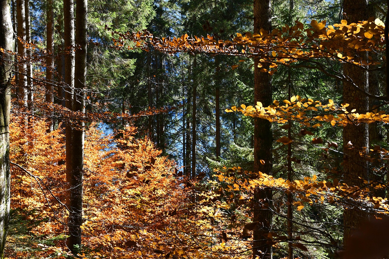 Forêt Tombe Feuilles - Photo gratuite sur Pixabay - Pixabay