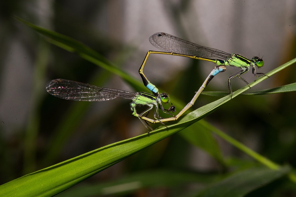 Dragonfly Insect Wings - Free photo on Pixabay