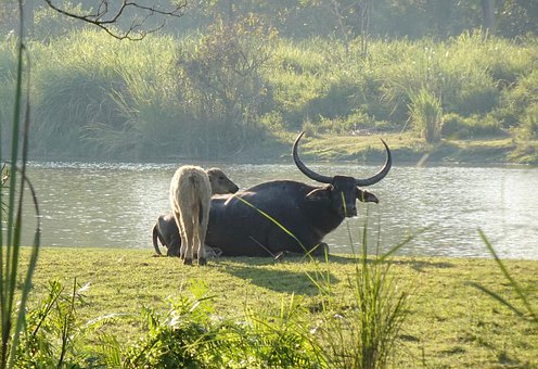 5+ Free Babalus Arnee & Kaziranga Images - Pixabay