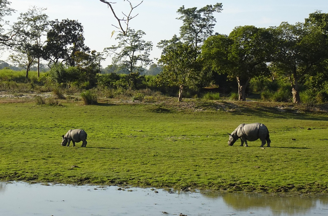 Rhinoceros One-Horned Animal - Free photo on Pixabay - Pixabay