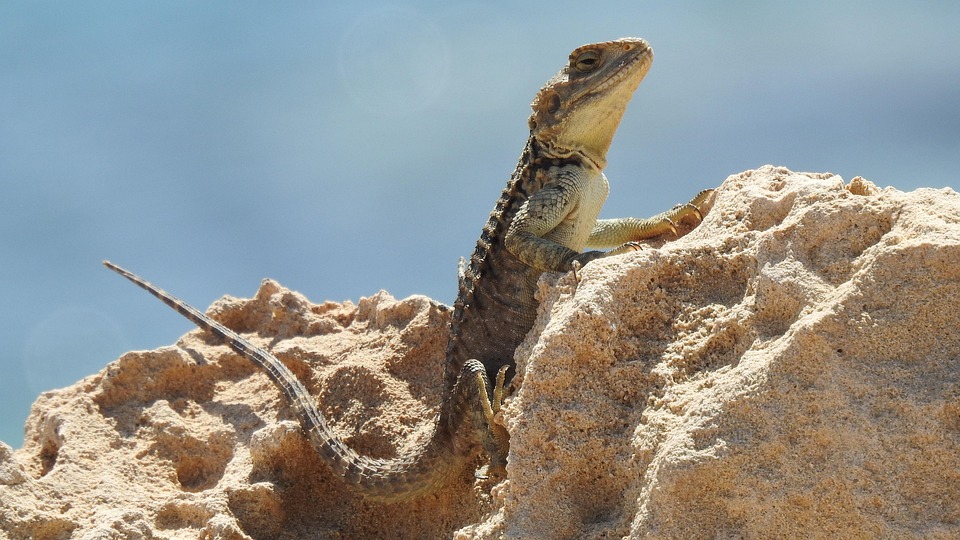 Lizard Animal Rock - Free photo on Pixabay