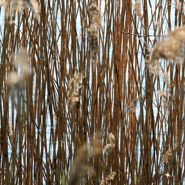 Reed Waterfront Nature - Free photo on Pixabay