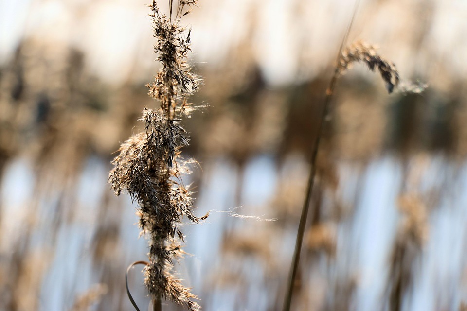 Reed Waterfront Plants - Free photo on Pixabay - Pixabay