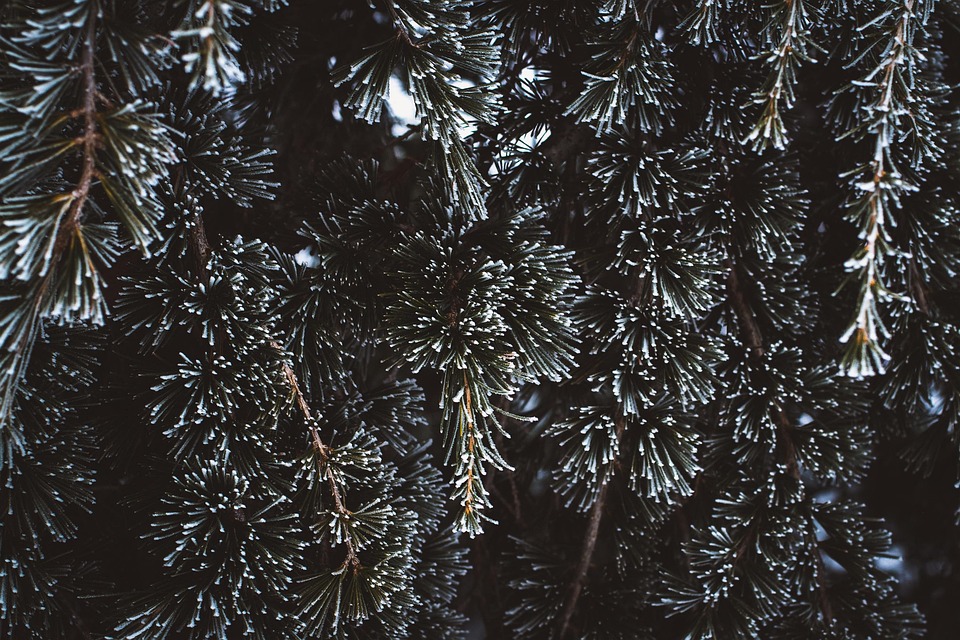 Cedar Winter Garden - Free photo on Pixabay - Pixabay