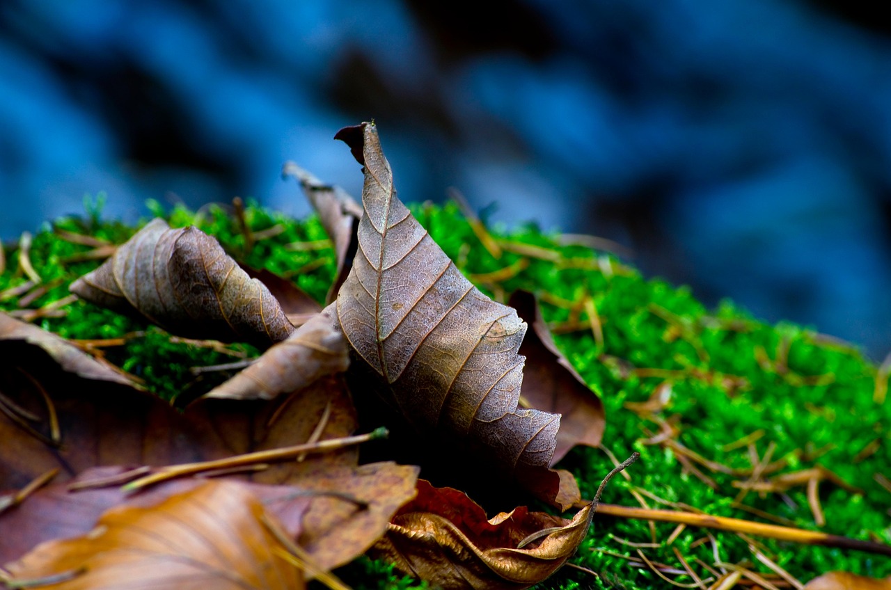 Leaf Fell Down - Free photo on Pixabay