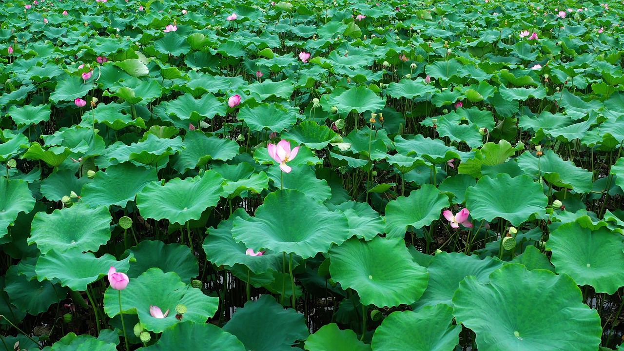 Planta Hermoso Natural Naturaleza - Foto gratis en Pixabay - Pixabay