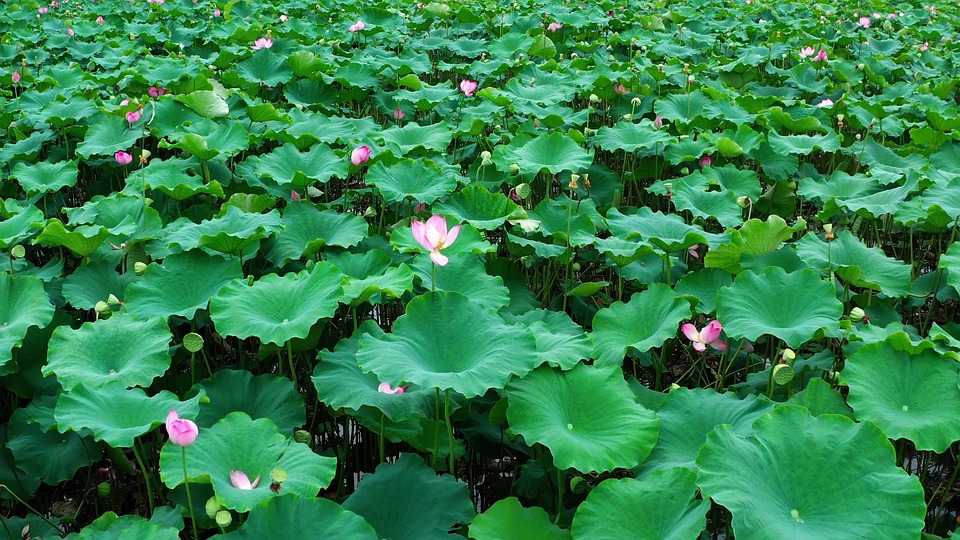 Plant Beautiful Natural Nature - Free photo on Pixabay - Pixabay