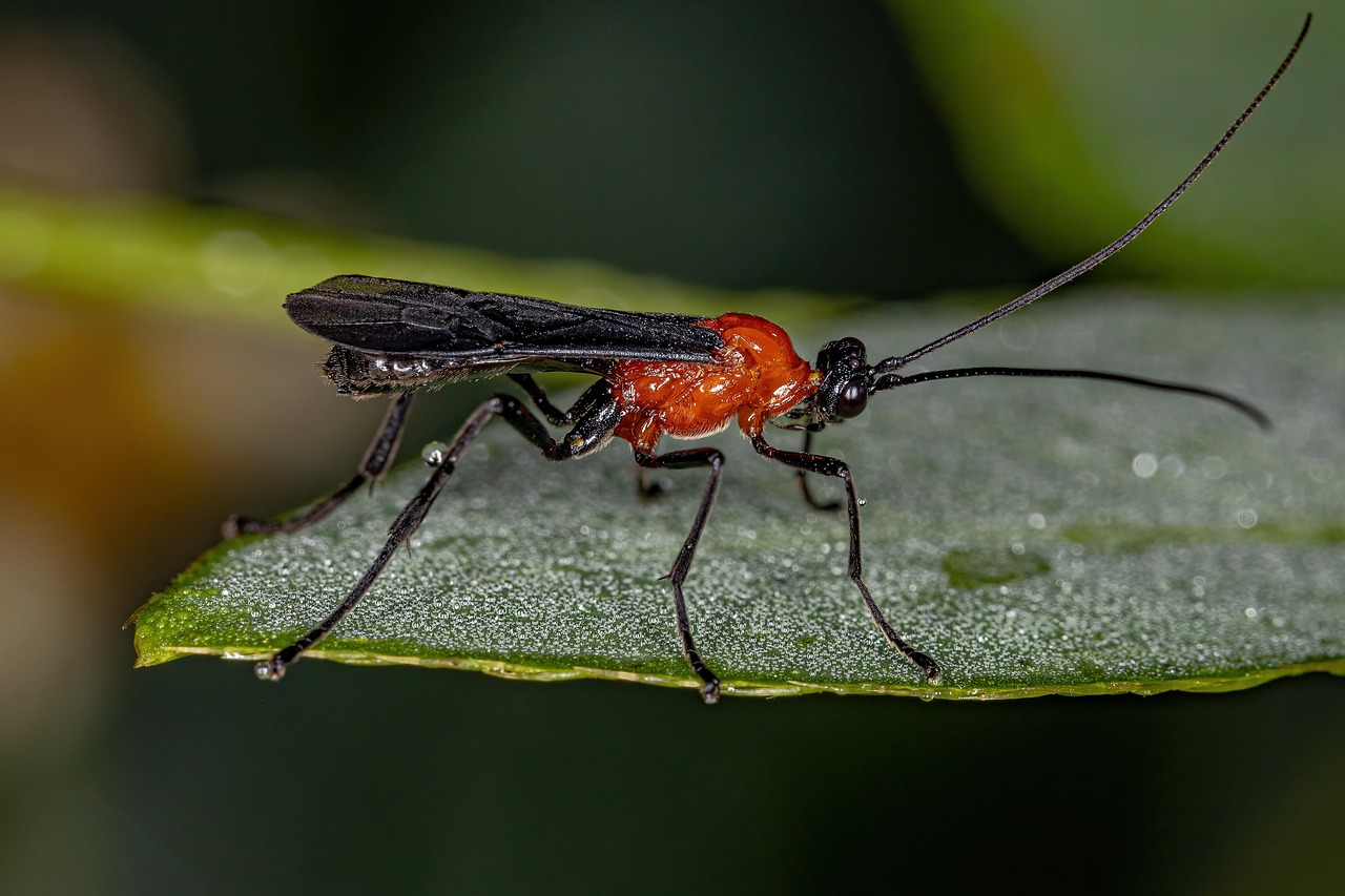 Más de 3 imágenes gratis de Viespe Icneumon y Naturaleza - Pixabay