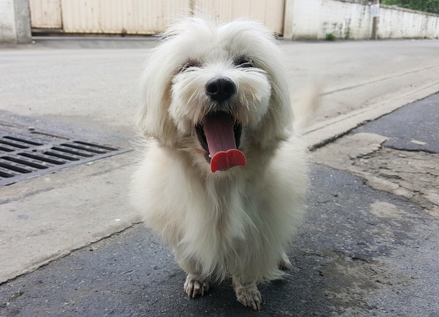 Dog Shih Tzu - Free photo on Pixabay - Pixabay