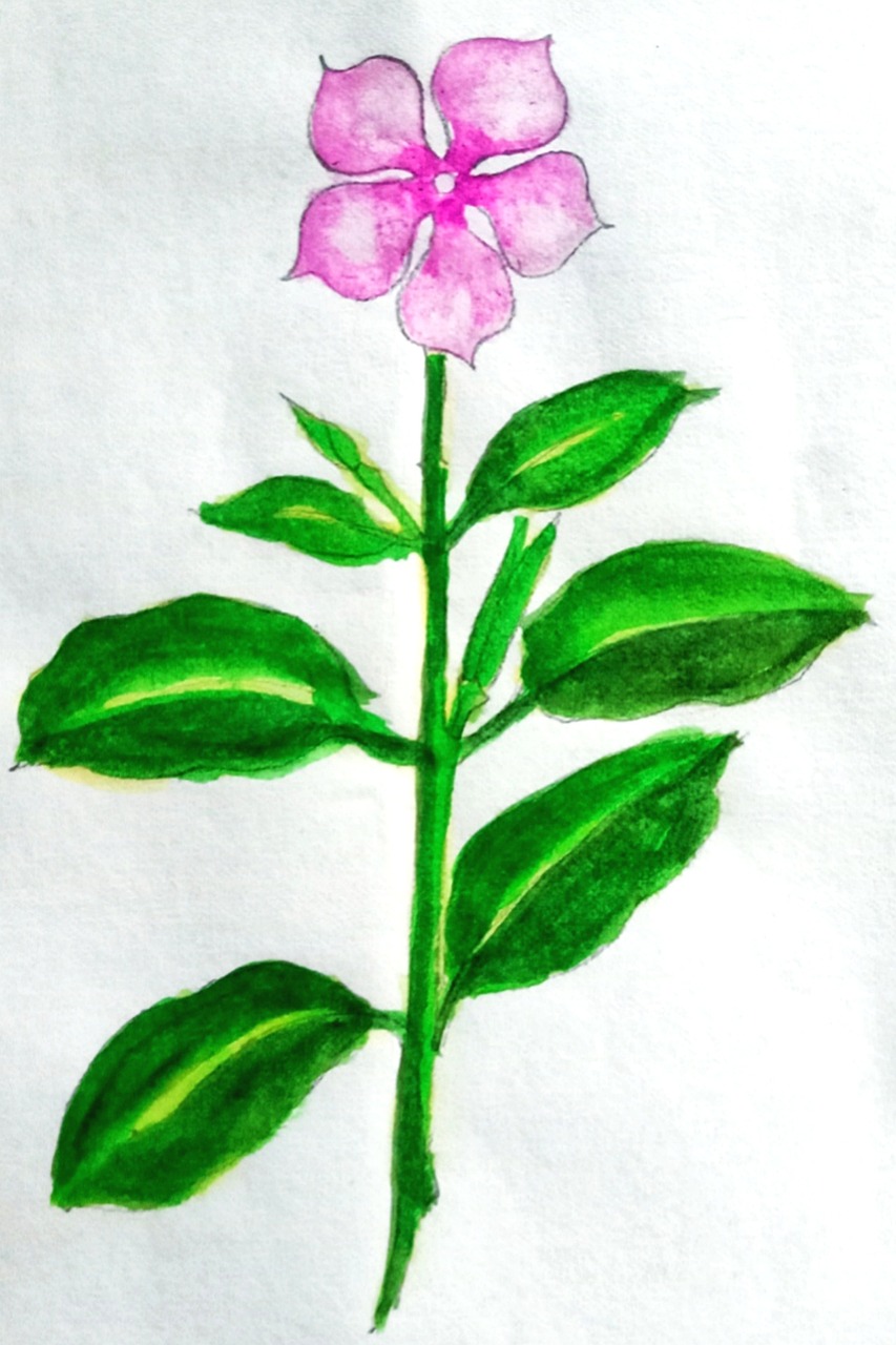 Fleur De Sadabahar Peinture - Photo gratuite sur Pixabay - Pixabay