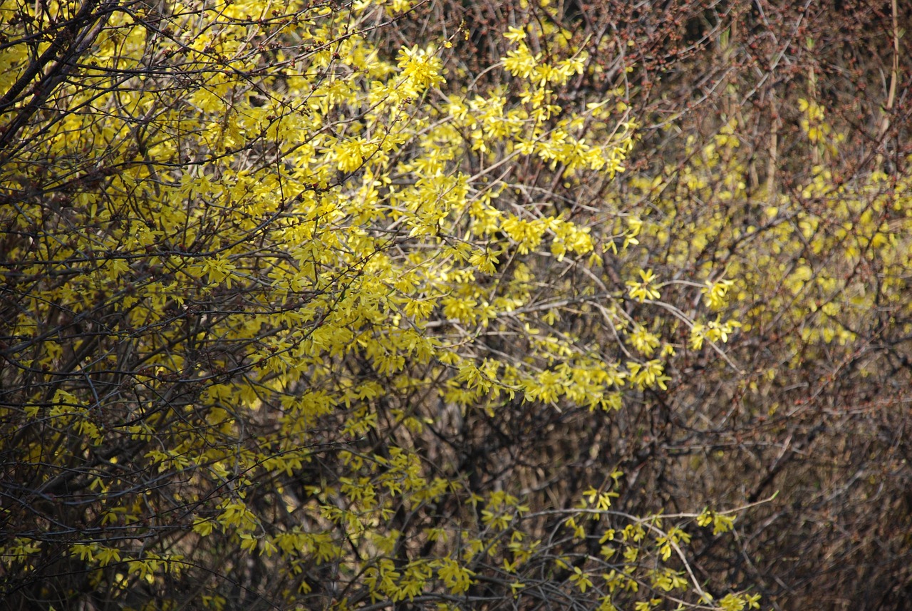 Primavera Flor - Foto gratuita no Pixabay - Pixabay