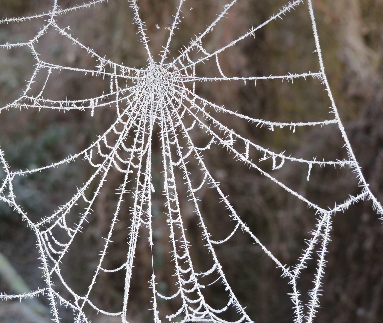 Spider Web Winter Hoarfrost - Free photo on Pixabay - Pixabay