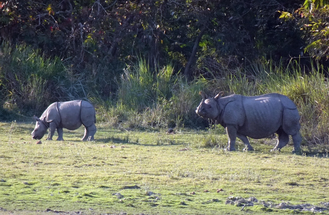 Rhinoceros One-Horned Animal - Free photo on Pixabay