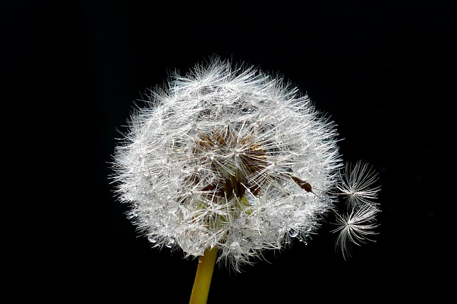 Löwenzahn Samen Pusteblume - Kostenloses Foto auf Pixabay