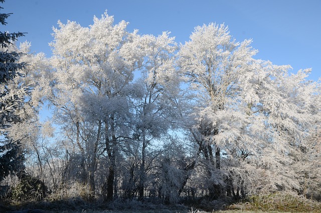 Frozen Tree Winter - Free photo on Pixabay - Pixabay