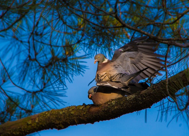 Plus de 30 photos gratuites de Palombe et de Oiseau - Pixabay