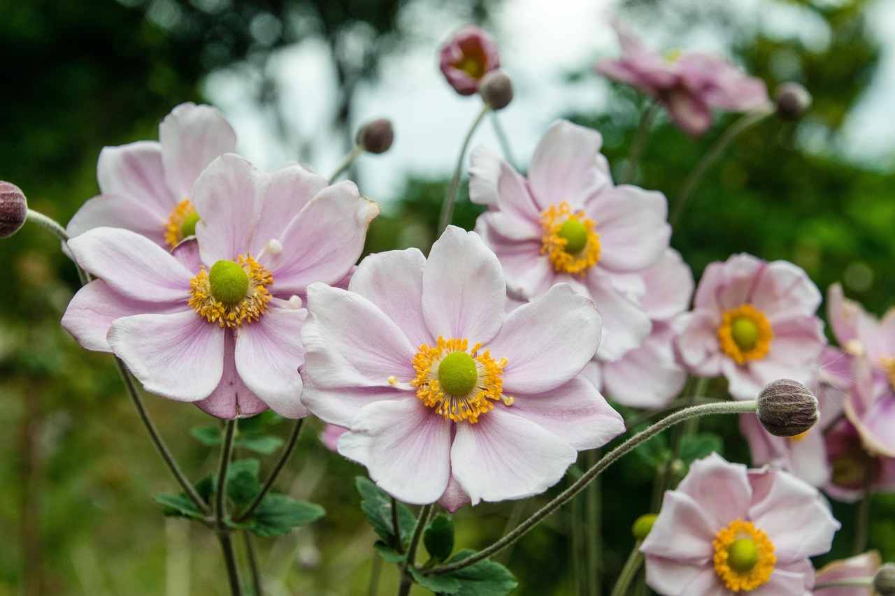 Blumen Hintergrund Botanisch - Kostenloses Foto auf Pixabay - Pixabay