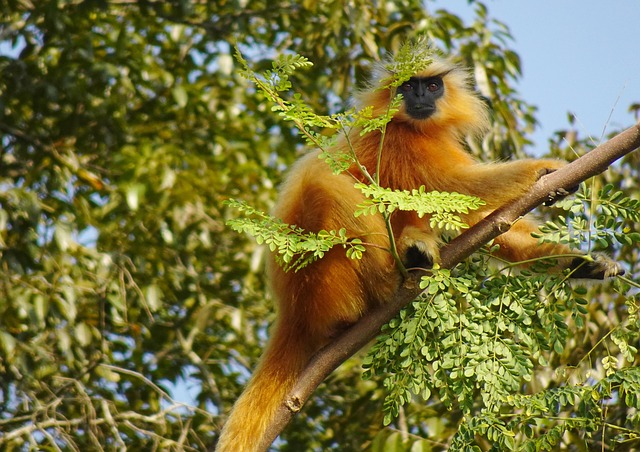 Golden Langur Monkey Primate Gee'S - Free photo on Pixabay