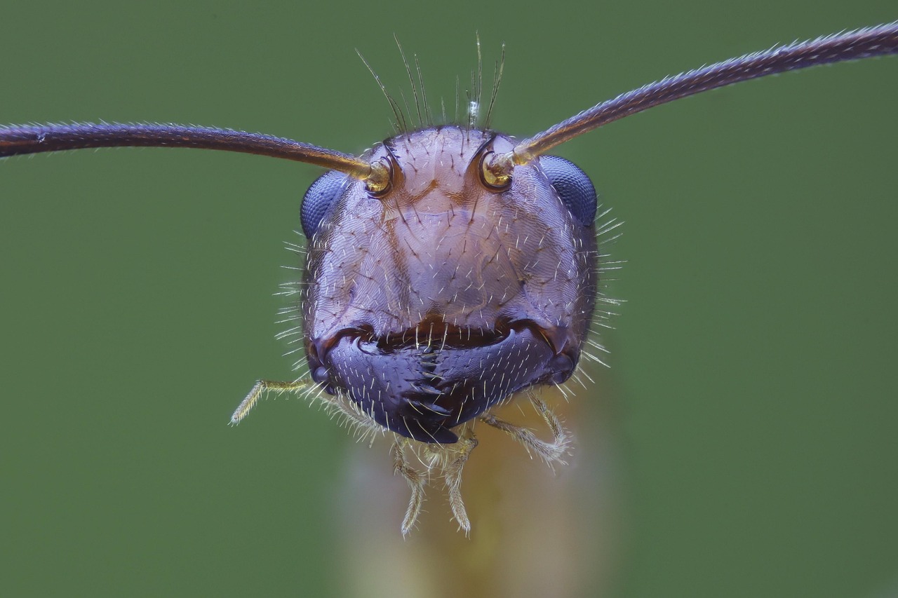 60,000+ Free Ant Face & Ant Images - Pixabay