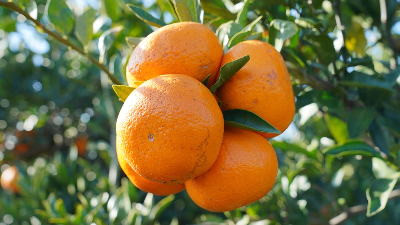 Ilha Jeju Mandarim Fruta - Foto gratuita no Pixabay - Pixabay