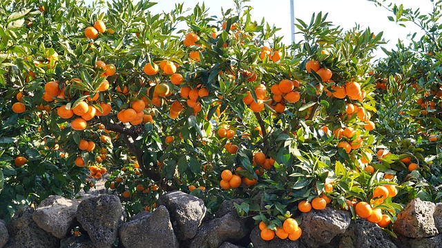 Jeju Island Mandarin Fruit - Free photo on Pixabay - Pixabay