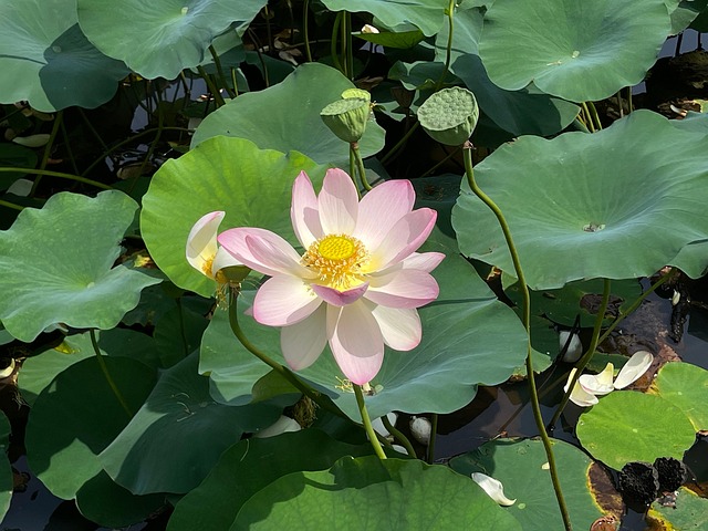 Lotus Blume Wasserpflanzen - Kostenloses Foto auf Pixabay