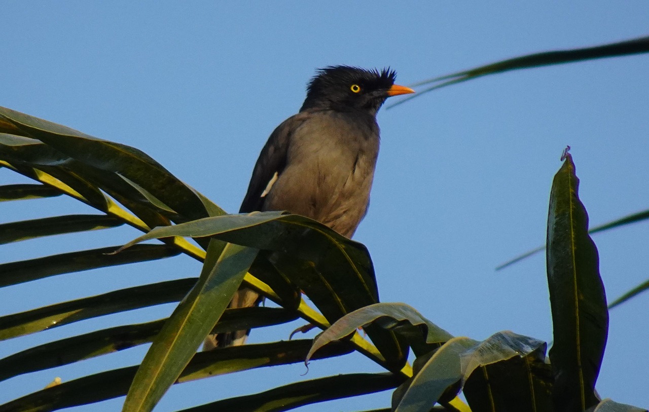 Myna De La Jungle Oiseau - Photo gratuite sur Pixabay - Pixabay
