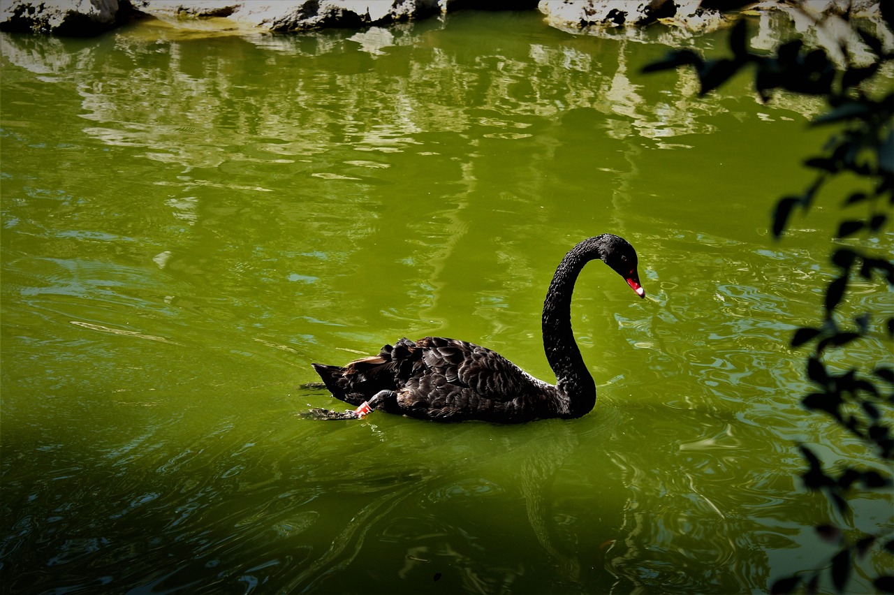 Nature Animal Cygne - Photo gratuite sur Pixabay - Pixabay