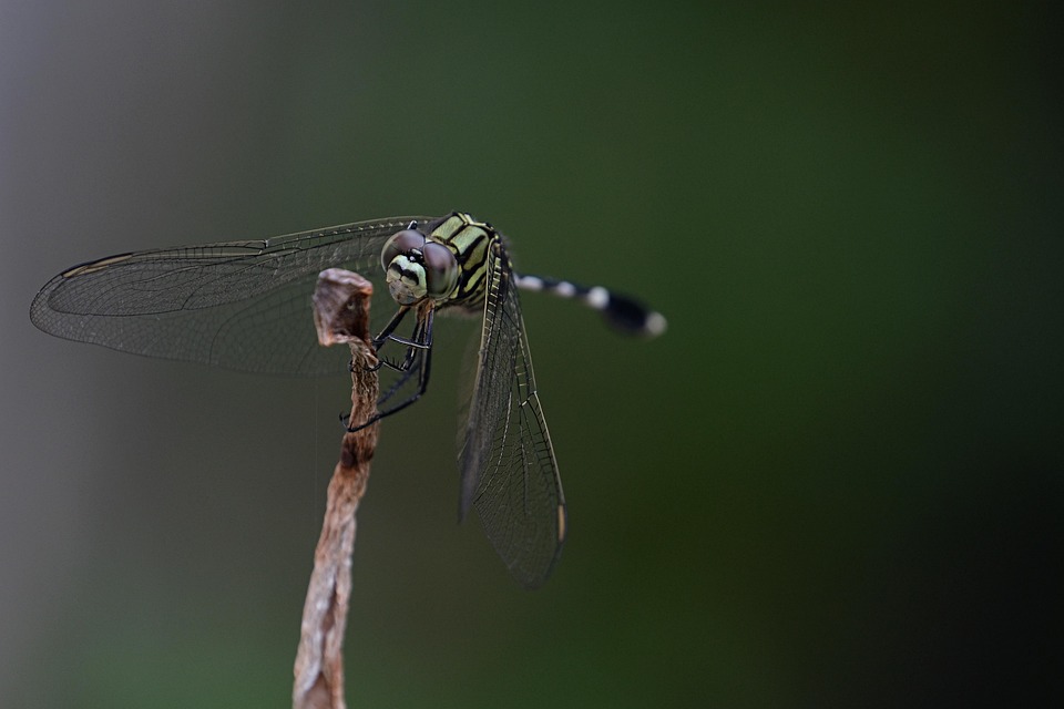 Dragonfly Insect Fauna - Free photo on Pixabay - Pixabay